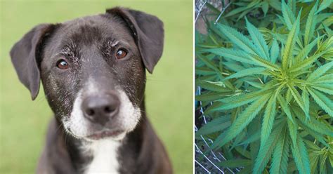 Cbd Oil For Dogs Everything You Need To Know Lucky Puppy Magazine