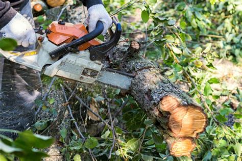 Man With Chainsaw Cutting The Tree Stock Image Image Of Equipment Adult