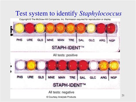 Ppt Staphylococci Powerpoint Presentation Free Download Id3070804