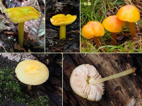 野山の草花木々の花植物検索図鑑 アキヤマタケ