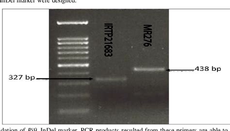 Figure 2 From Development Of Indel Marker For Rice Blast Resistance