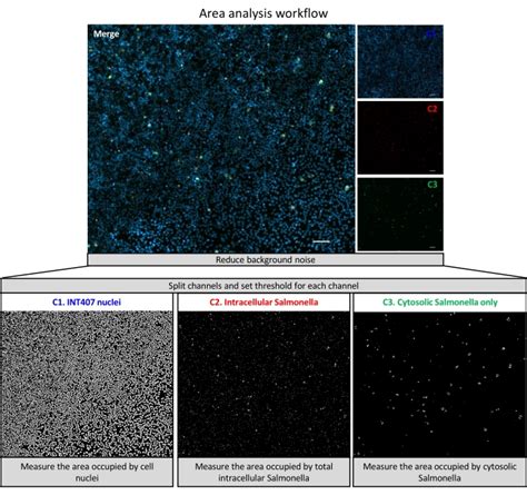 Automated Analysis Of Intracellular Phenotypes Of Salmonella Using Imagej