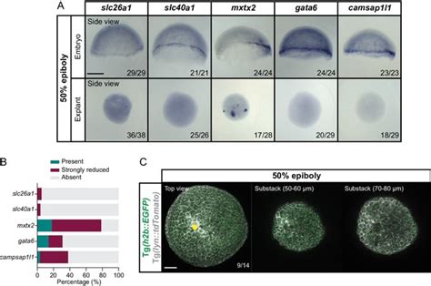 Figures And Data In Zebrafish Embryonic Explants Undergo Genetically