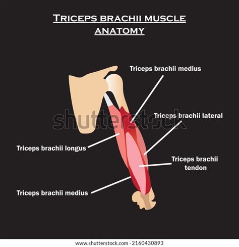 Tricep Anatomy Chart