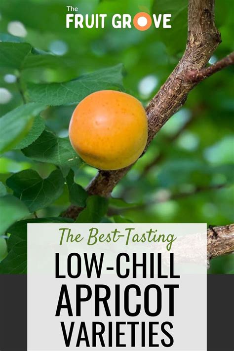 All About Pruning Apricot Trees When Why And How To Do It Artofit