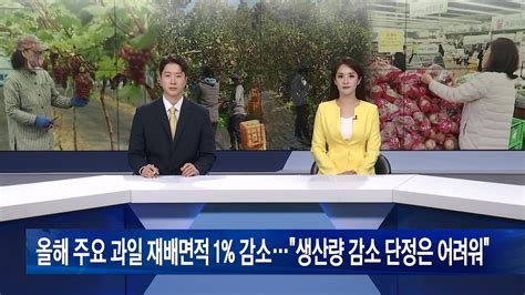 올해 주요 과일 재배면적 1 감소 생산량 감소 단정은 어려워 Youtube
