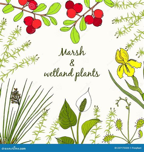 Set Of Marsh Wetland Cartoon Icon Design Template With Various Models Vector Illustration