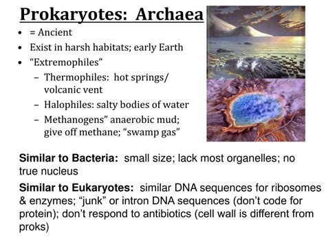 Ppt Prokaryotes Powerpoint Presentation Free Download Id 6053979