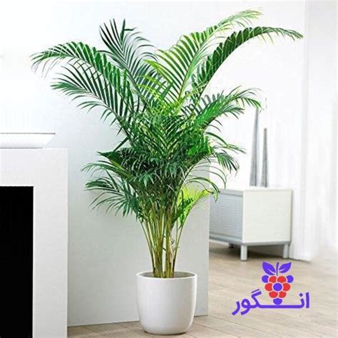 خرید نخل اریکا قیمت عکس سایز های کوچک ، متوسط ، بزرگ تحویل فوری