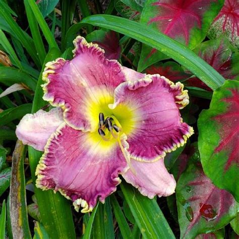 Daylily Hemerocallis Raspberry Eclipse In The Daylilies Database