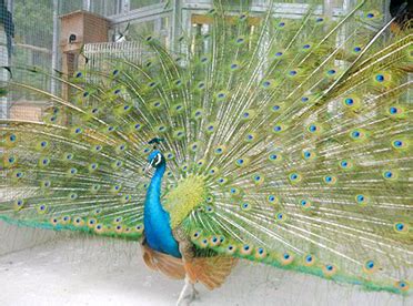 しのだの森動物園しのだの森ホスピタル 千葉県八千代市