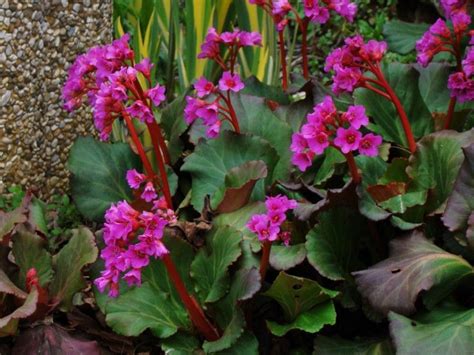 Bergenia Sercowata Bressingham Ruby Bergenia Cordifolia Future Gardens