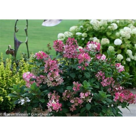 Proven Winners 45 In Qt Little Quick Fire Hardy Hydrangea Paniculata Live Shrub White To