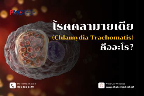 What Is Chlamydia Trachomatis Phuket Medical Clinic