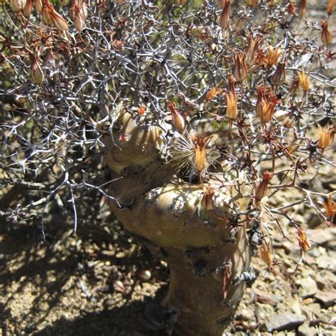 Tylecodon Reticulatus Seeds Buy Online