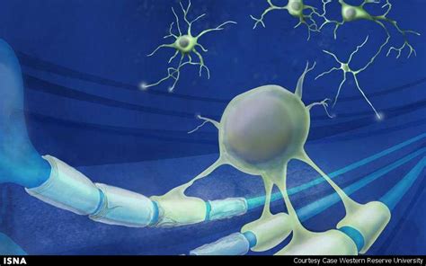 بررسی تمایز سلول‌های بنیادی پرتوان به سلول‌های عصبی و تغییر در کانال