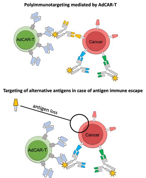 Antigen Escape Definition At Brayden Cooke Blog