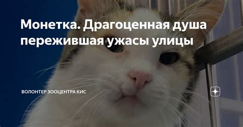 Монетка Драгоценная душа пережившая ужасы улицы Волонтер Зооцентра