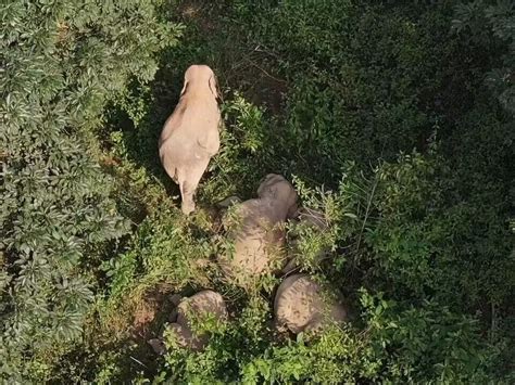 人民日報 Peoples Daily On Twitter 【中國重點保護野生動植物種群持續恢復】5月22日是國際生物多樣性日，今年主題
