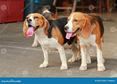 Two Purebred Beagle Dog Making Love And Sex Stock Image Image Of Male Pedigree 83121549