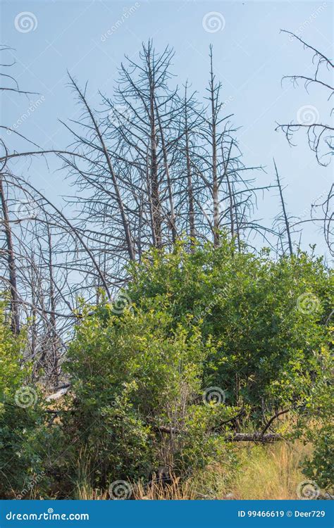 Forest Recovery After A Fire Stock Image Image Of Trees Grazing