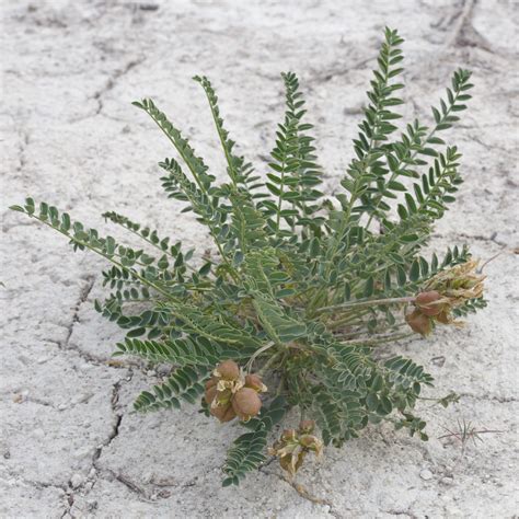 Astragalus physodes - Изображение особи - Плантариум