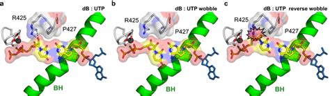Potential Mismatched Dbutp Base Pair Configuration Within E Coli Rnap