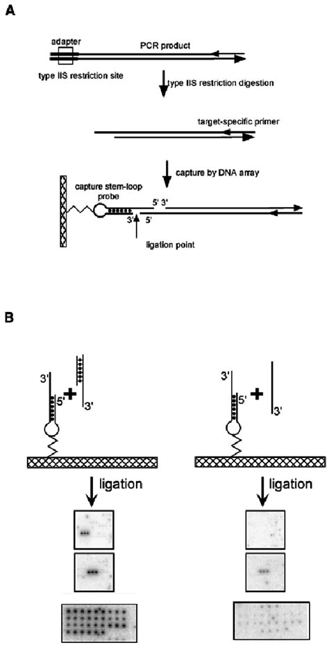 partially duplex dna targets ligate to stem loop arrays with higher