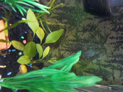 New Plants Question Plants Algae And Fertilizers Aquarium Co Op Forum