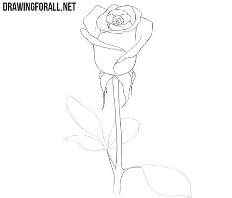 How To Draw Roses Step By Step With Pencil How To Draw A Rose The