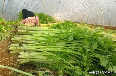 農民就種「懶人菜」，又懶又賺錢，一畝賺了40000元 每日頭條