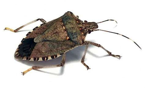 Brown Marmorated Stink Bug Conroy Removals Aus