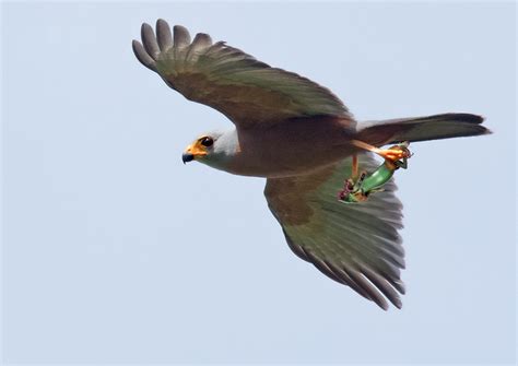 Variable Goshawk Solomon Islands Bird Images From Foreign Trips