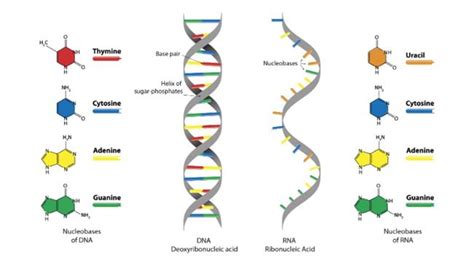 So Sánh Adn Và Arn Những điểm Giống Và Khác Nhau