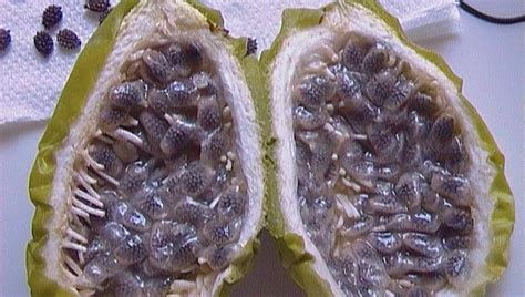 Passiflora Loefgrenii Var Corupa Fotos Del Fruto