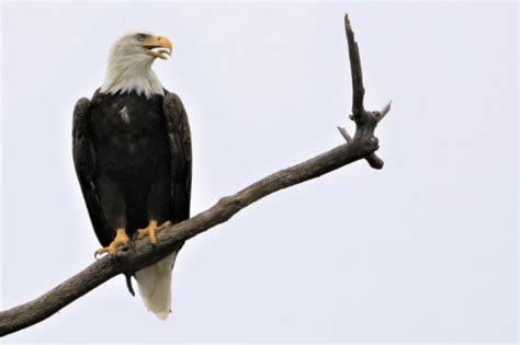 Bald Eagles Are The Endangered Species Act S Greatest Success Story