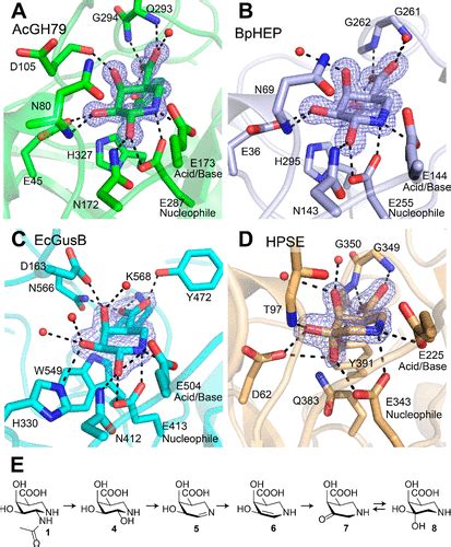 Molecular Basis for Inhibition of Heparanases and β Glucuronidases by