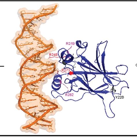 Pdf Why Are There Hotspot Mutations In The Tp53 Gene In Human Cancers