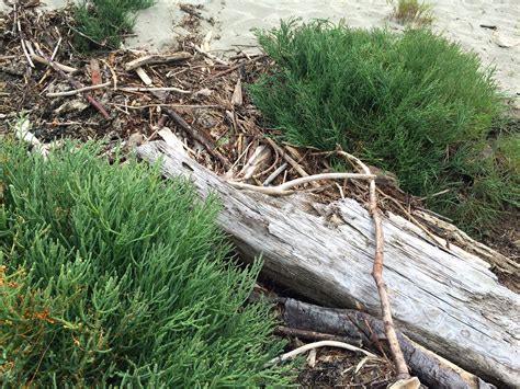 Wild Foraging How To Identify Harvest And Prepare Sea Beans Aka Sea
