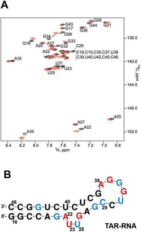 Chemical Shift Mapping Of Tar Binding Sites A Superposition Of The