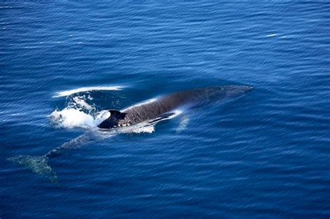 Premium Photo Fin Whale Balaenoptera Physalus Antarctica