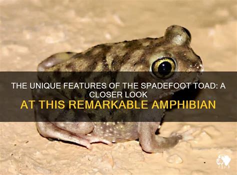 The Unique Features Of The Spadefoot Toad A Closer Look At This