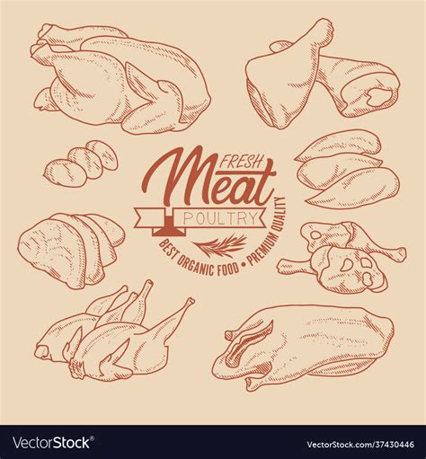 Set Fresh Poultry Meat Royalty Free Vector Image