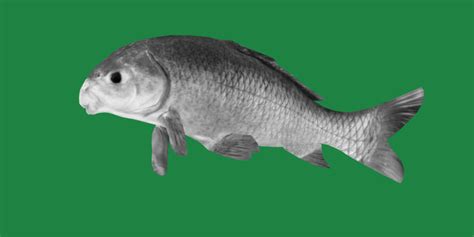 Black Buffalo Fish 3d Model By Nyilonelycompany