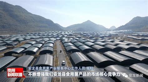 【一防两不停·确保开门红 】《贵州新闻联播》关注安龙食用菌产业发展农业