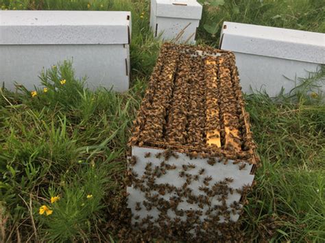Spring 2025 Nucs Timber Creek Apiary
