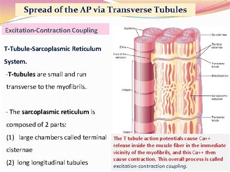 Contraction Of Skeletal Muscle Textbook Of Medical Physiology