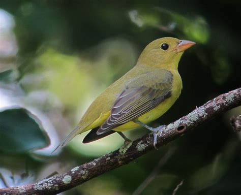 Scarlet Tanager Audubon Field Guide