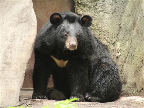 Malayan Sun Bear Cubs