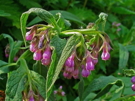 Is Comfrey Edible
